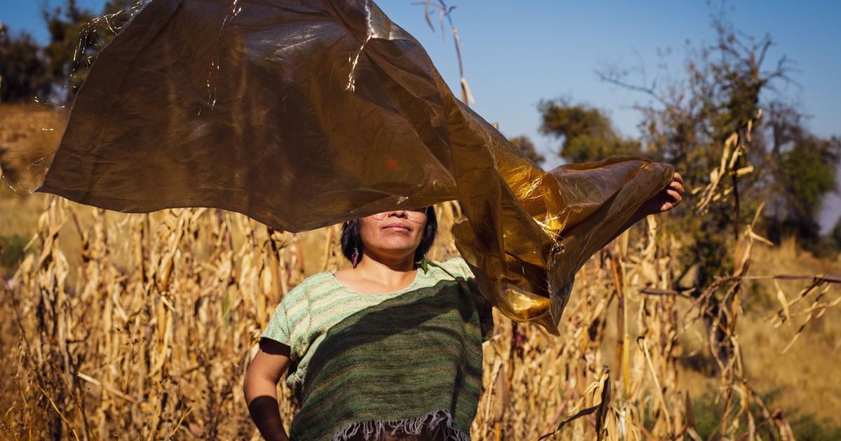 One-year certificate programs - Announcements - e-flux