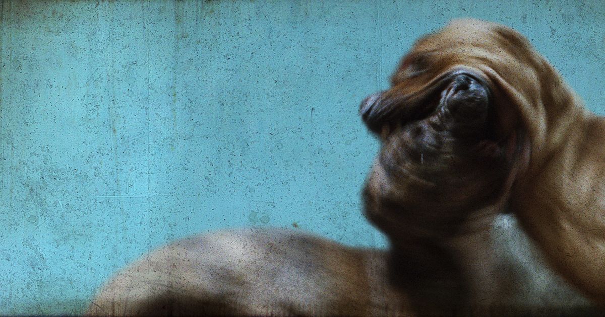 Sueño Perro: A Film Installation by Alejandro G. Iñárritu ...