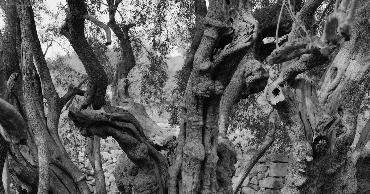 SOUTH WEST BANK—Landworks, Collective Action and Sound at the Venice ...