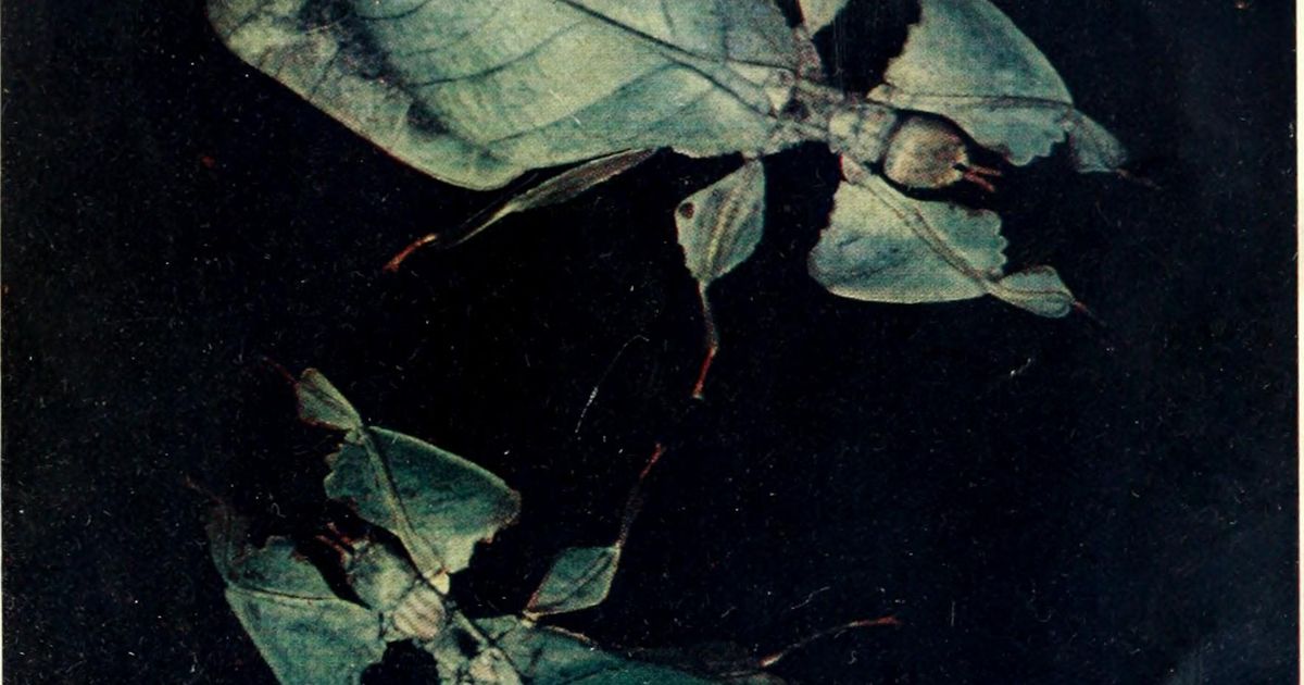 Lecture: Dejan Lukic - Announcements - e-flux